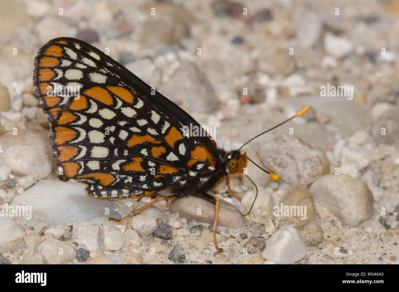 Baltimore Checkerspot, Euphydryas phaeton, puddling Stock Photo - Alamy