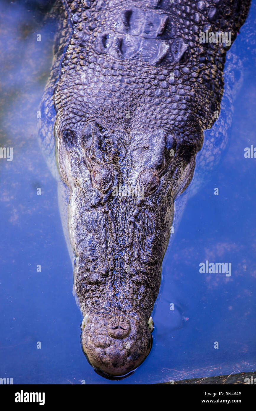 Crocodiles in the pool on a crocodile farm close-up Stock Photo - Alamy