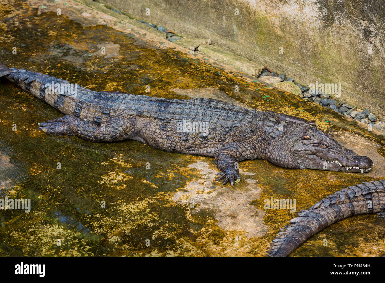 Row of crocodile teeth hi-res stock photography and images - Alamy