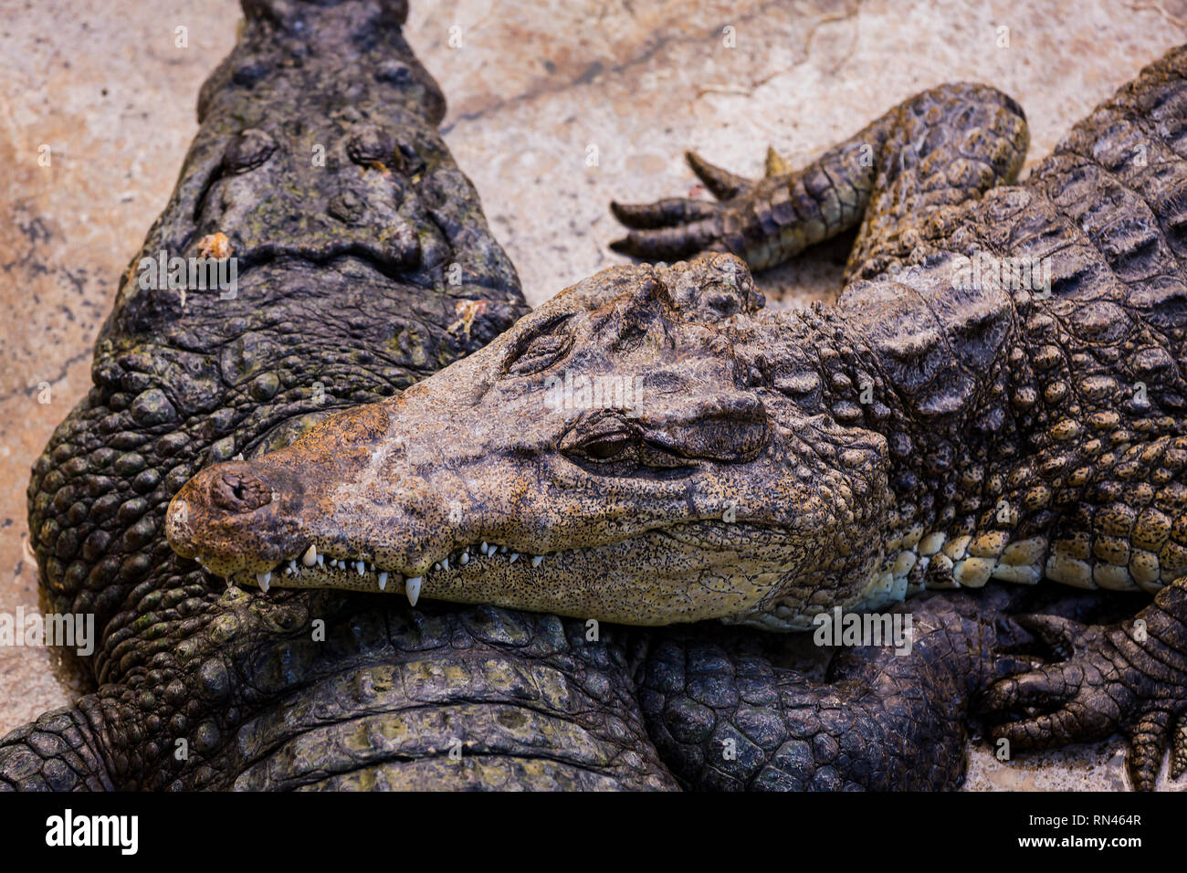 Crocodiles in the pool on a crocodile farm close-up Stock Photo - Alamy