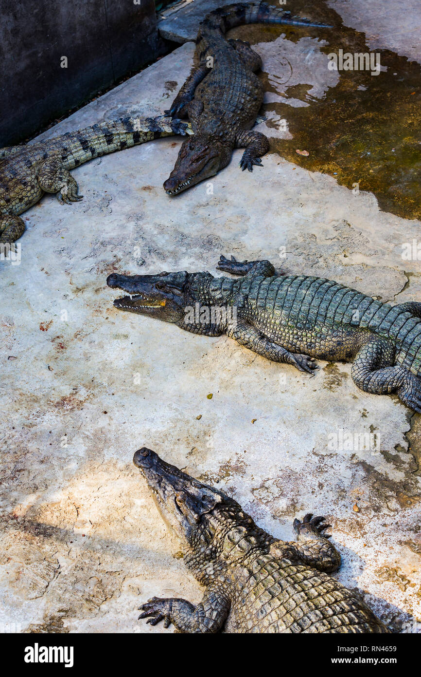 Crocodiles in the pool on a crocodile farm close-up Stock Photo - Alamy
