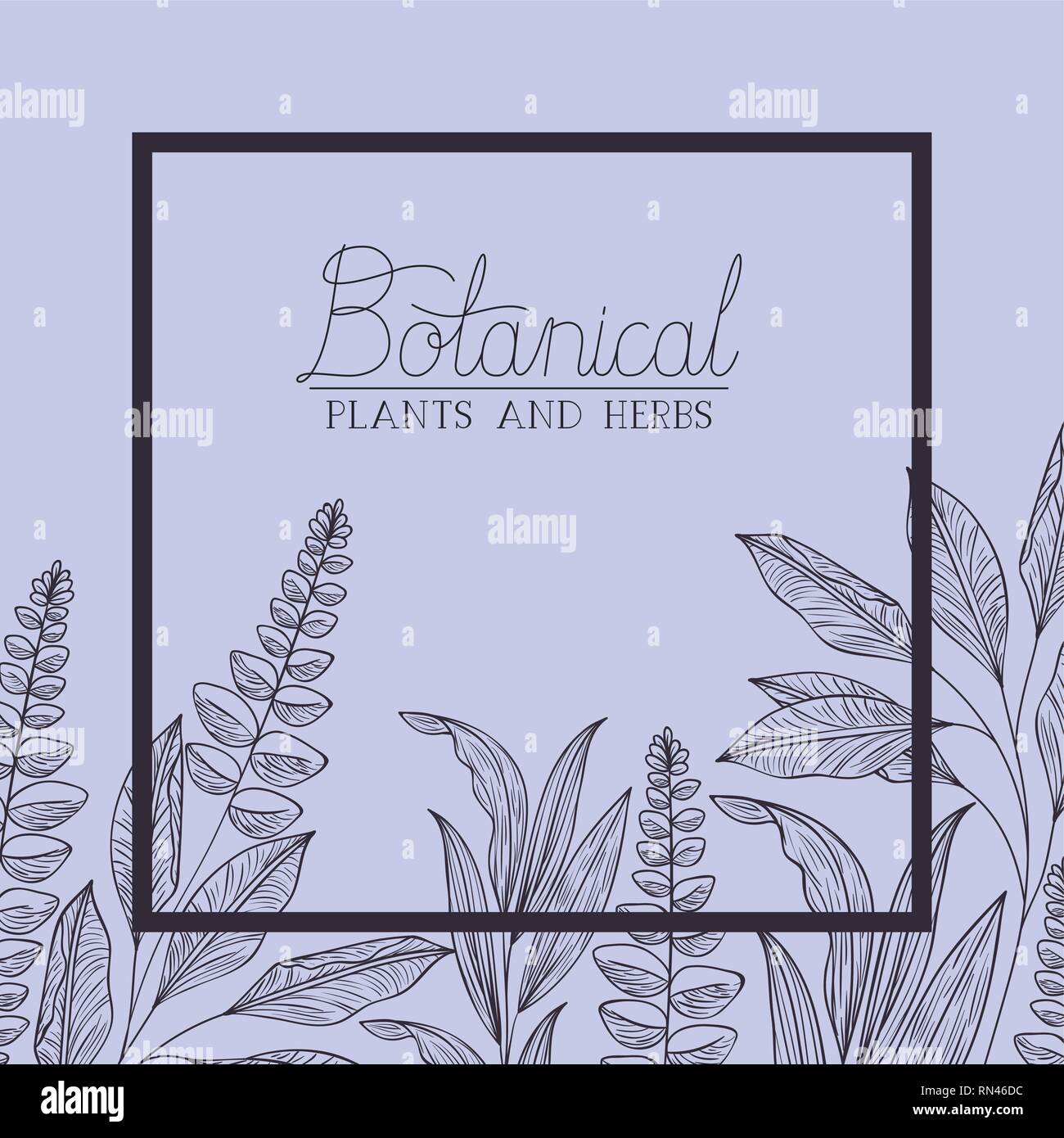 botanical plants and herbs square frame Stock Vector Image & Art - Alamy