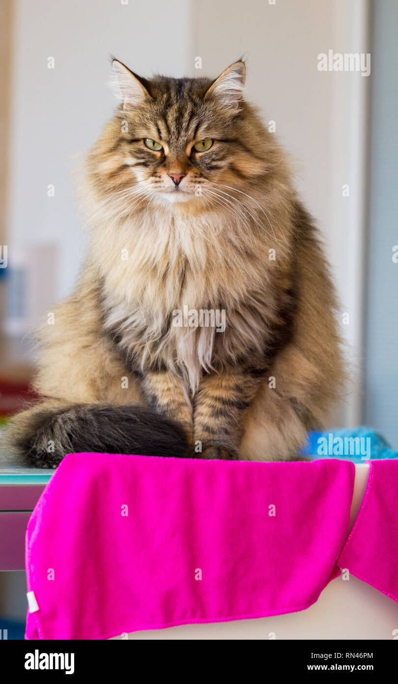 Tender furry cat of siberian breed in a garden,long haired ...