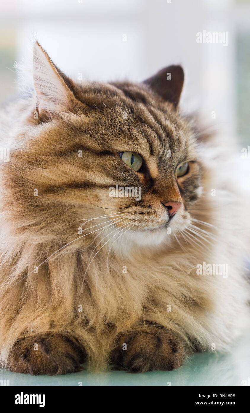 Lovable furry cat of siberian breed in a garden,long haired ...
