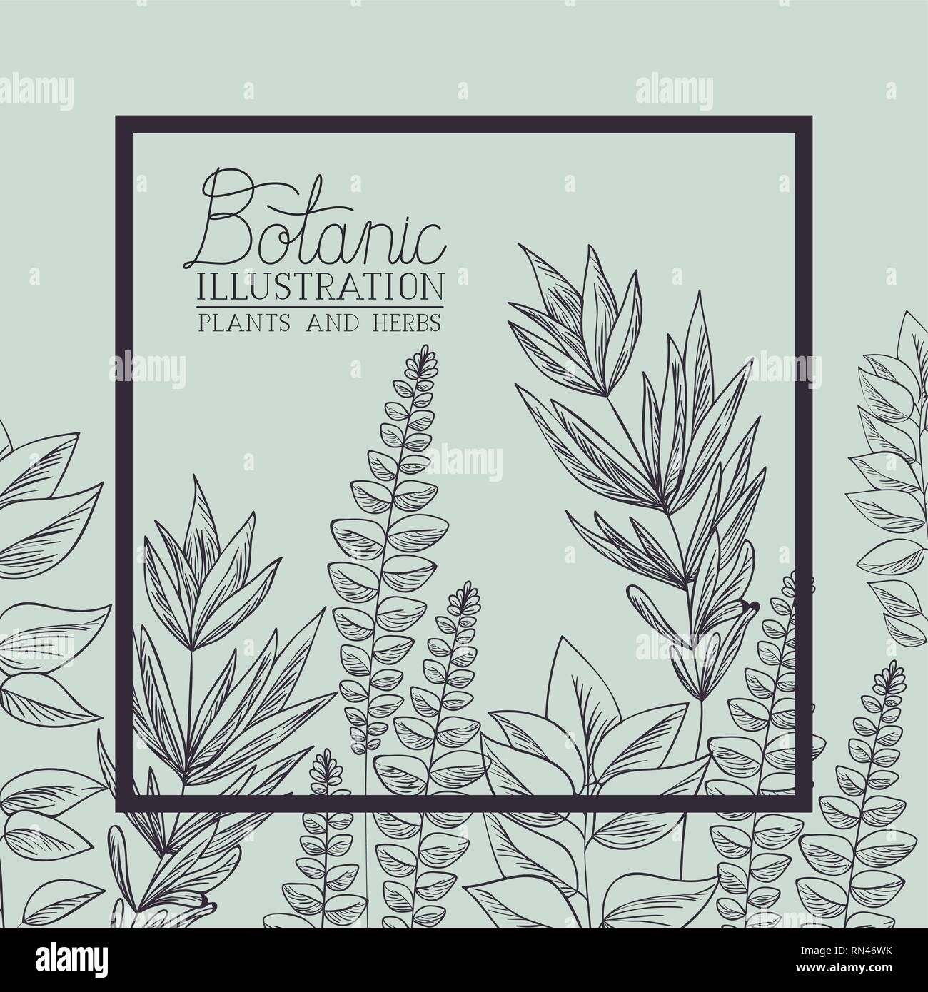 botanical plants and herbs square frame Stock Vector Image & Art - Alamy