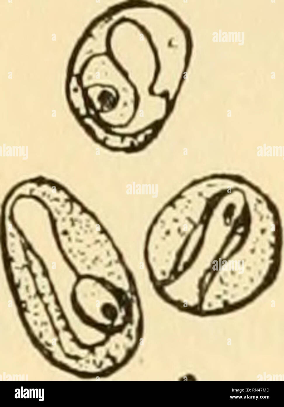 Vacuole de la cellule hi-res stock photography and images - Alamy