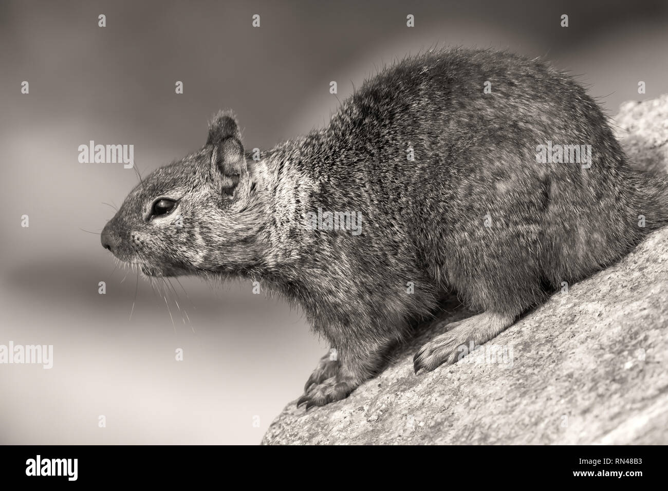 Full body portrait of a California ground squirrel (Otospermophilus ...