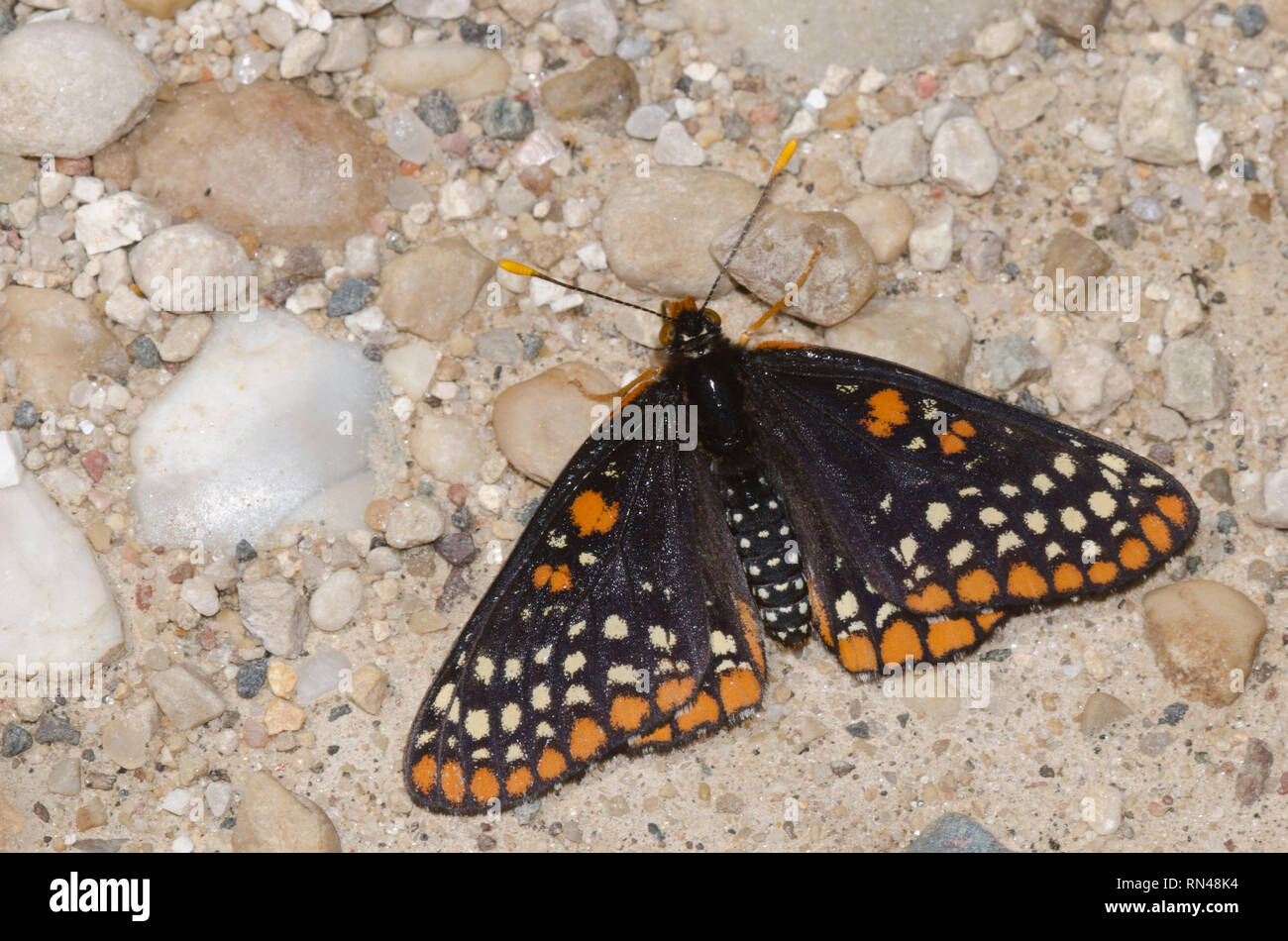 Baltimore Checkerspot Butterfly High Resolution Stock Photography and ...