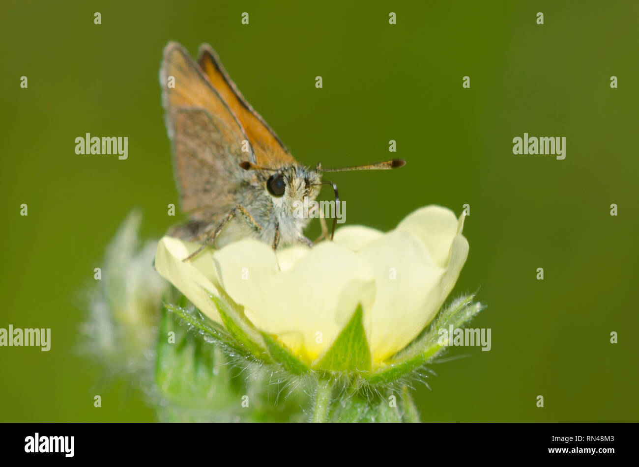 European Skipper, Thymelicus lineola Stock Photo - Alamy