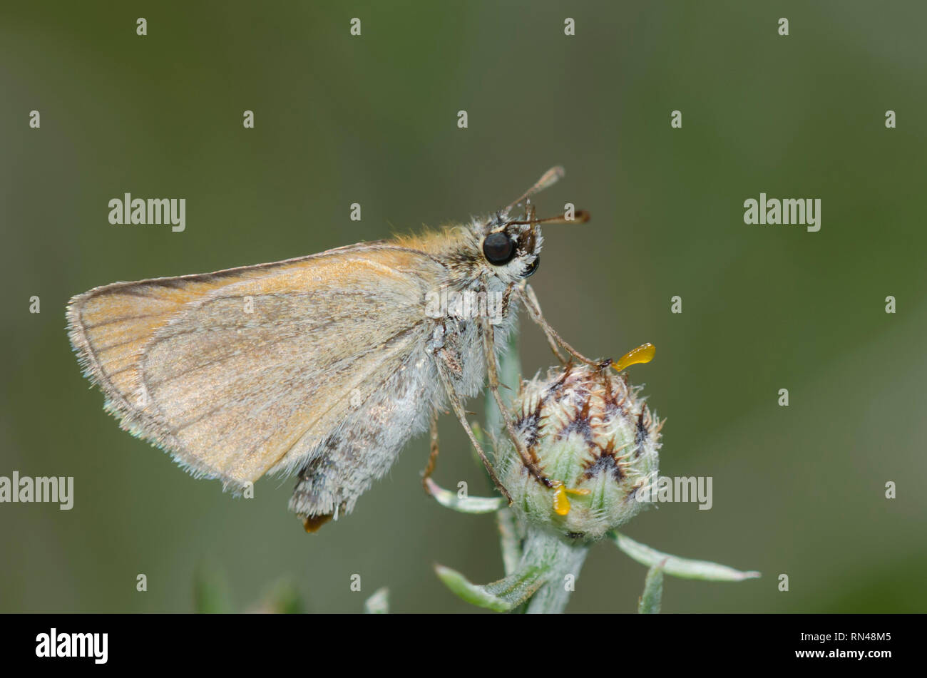 European Skipper, Thymelicus lineola Stock Photo - Alamy