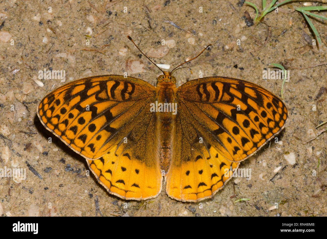 Great Spangled Fritillary, Speyeria cybele, male puddling Stock Photo ... Great Spangled Fritillary, Speyeria cybele, male puddling Stock Photo ...