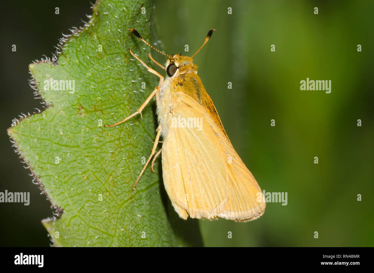 Delaware Skipper, Anatrytone logan Stock Photo - Alamy