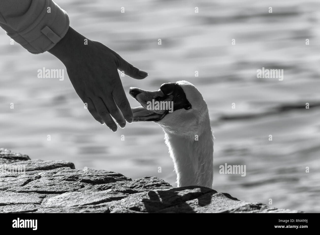 Hand swan hi-res stock photography and images - Alamy