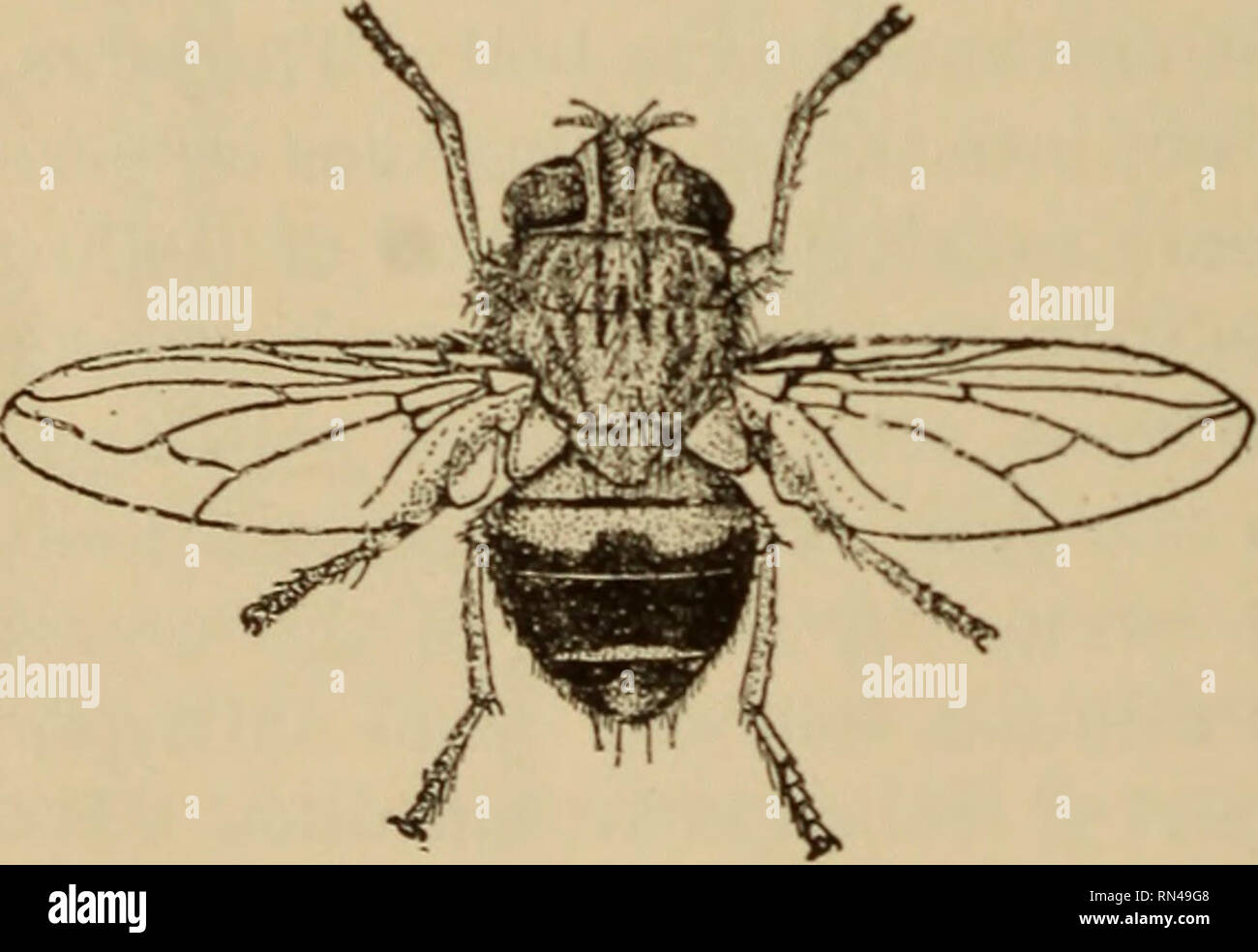 . Animal parasites and human disease. Medical parasitology; Insects as ...