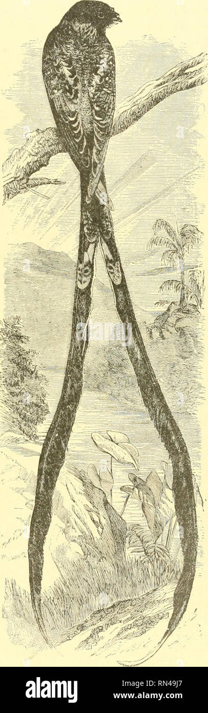 Goat sucker hi-res stock photography and images - Alamy