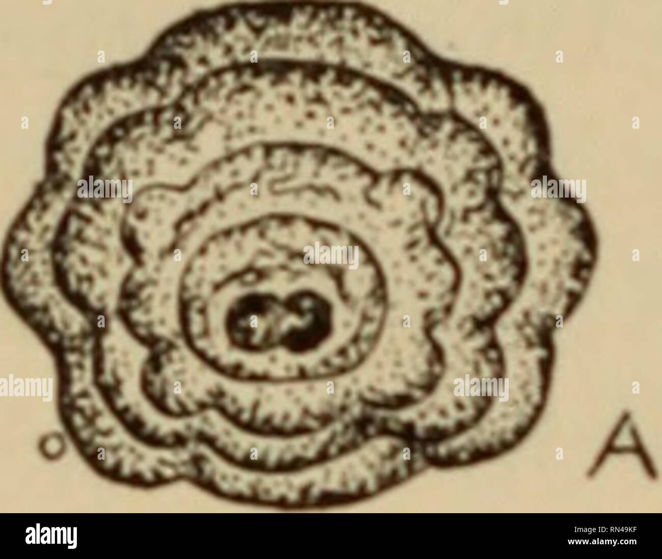 . Animal parasites and human disease. Medical parasitology; Insects as ...