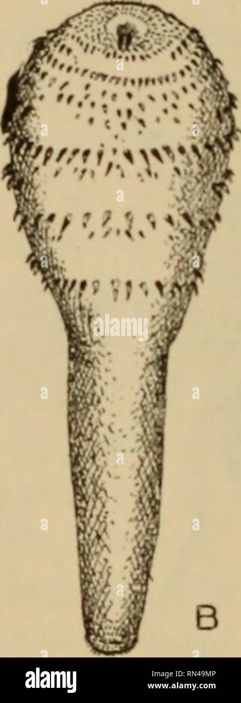 Maggots medical hi-res stock photography and images - Alamy