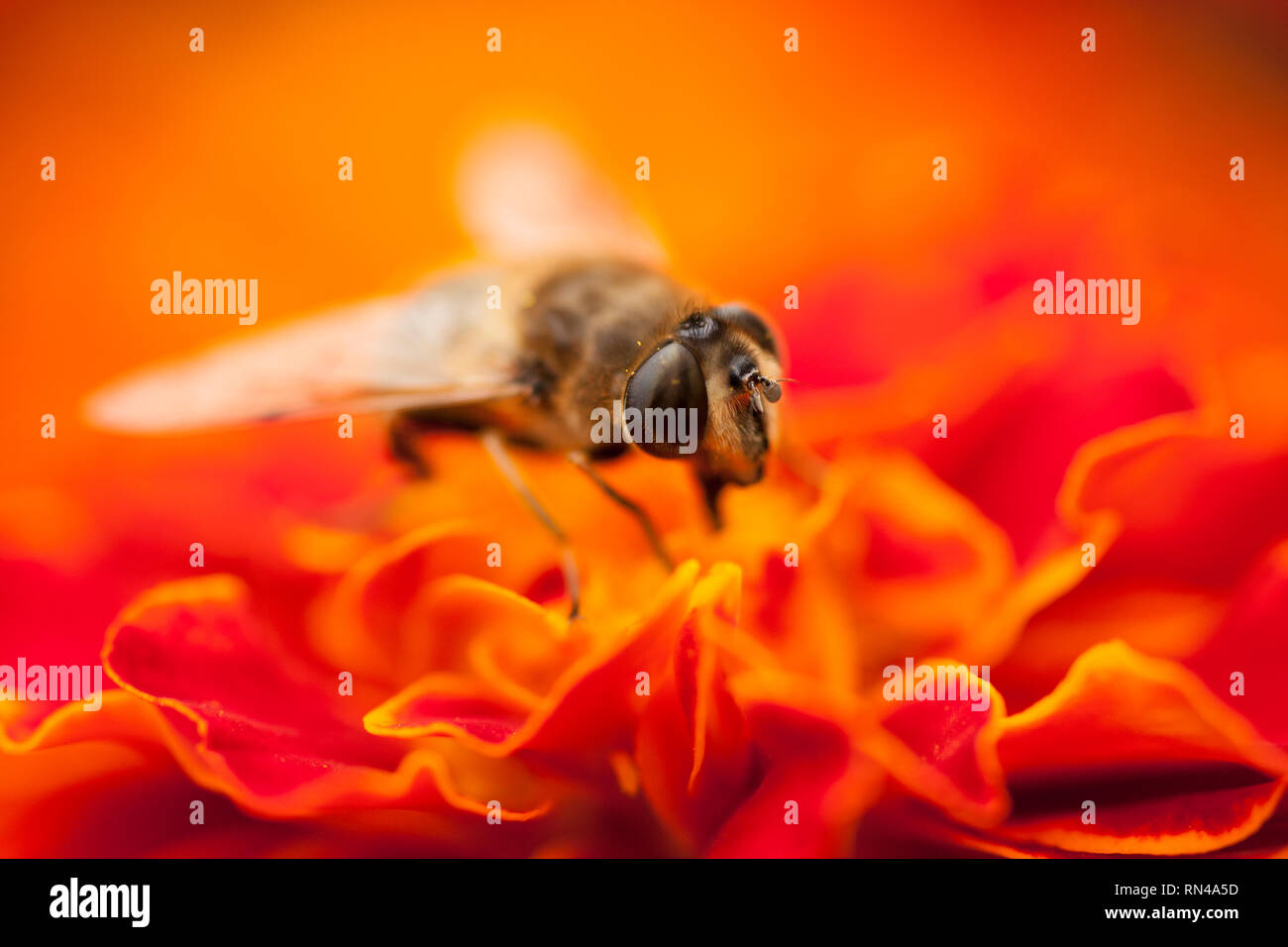 Macro shot of a fly in bee appearance on a colourful orange marigold ...