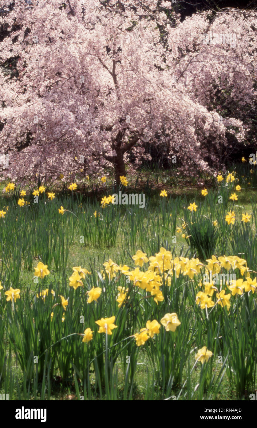 Australian cherry tree hi-res stock photography and images - Alamy