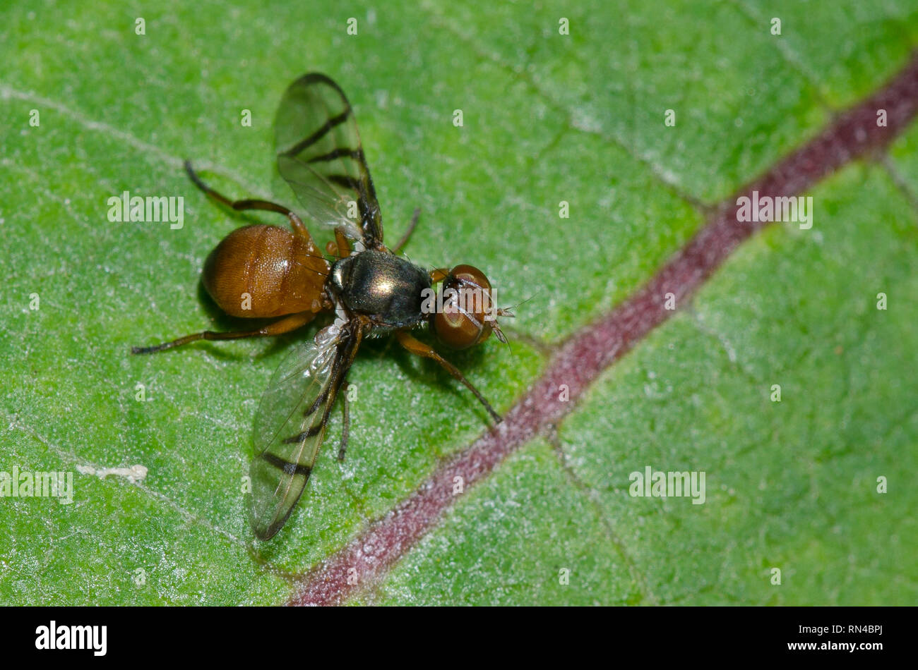 Signal Fly, Rivellia sp Stock Photo - Alamy