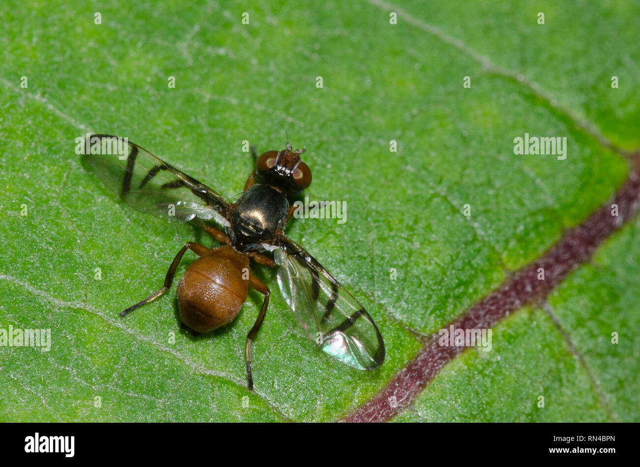 Signaling signal hi-res stock photography and images - Alamy