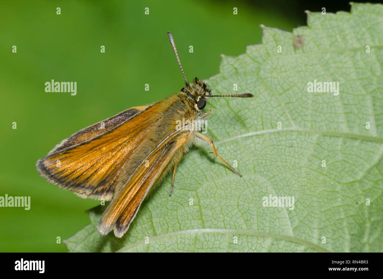 European Skipper, Thymelicus lineola Stock Photo - Alamy