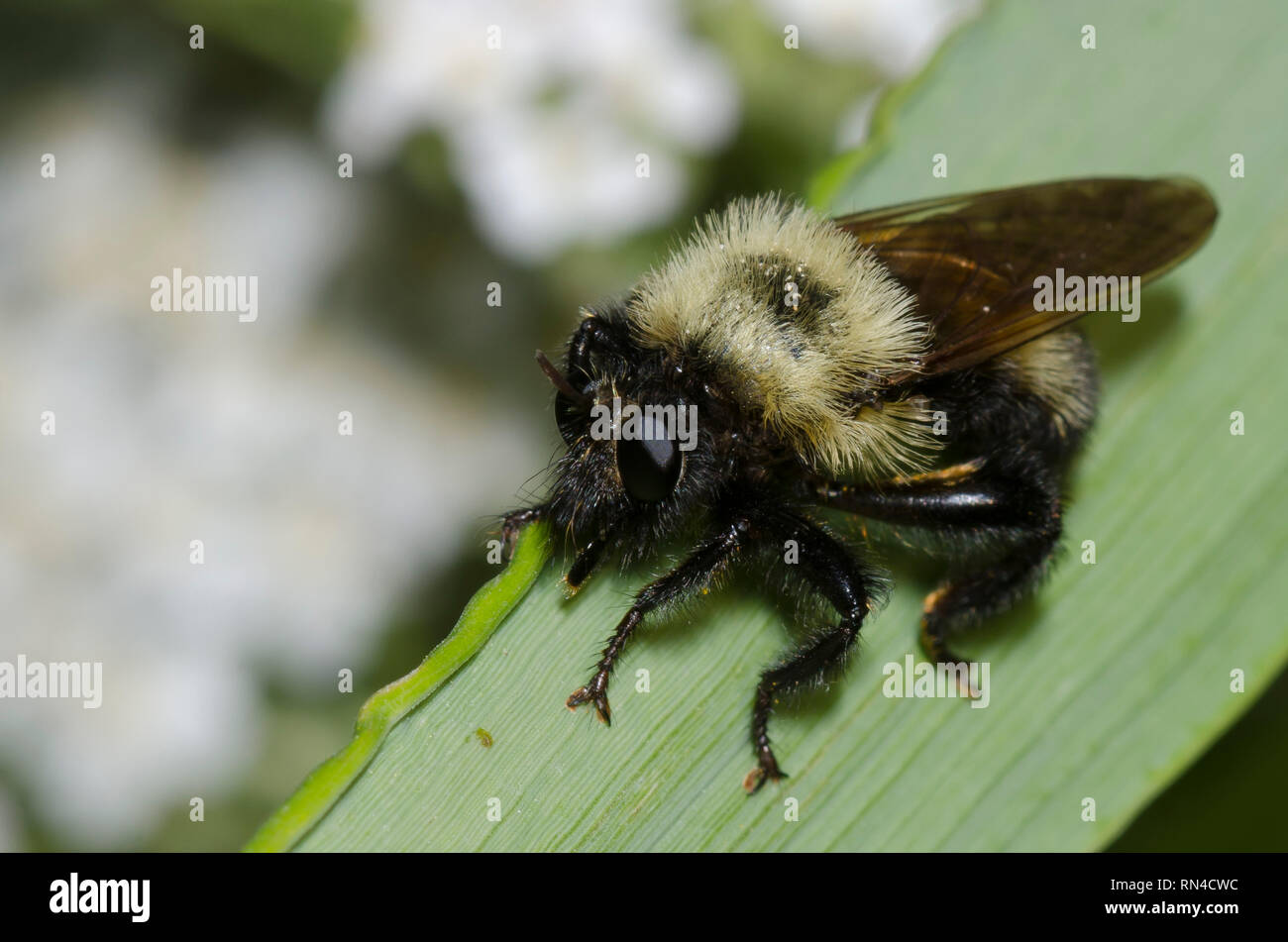 Bee-like Robber Fly, Laphria thoracica Stock Photo - Alamy