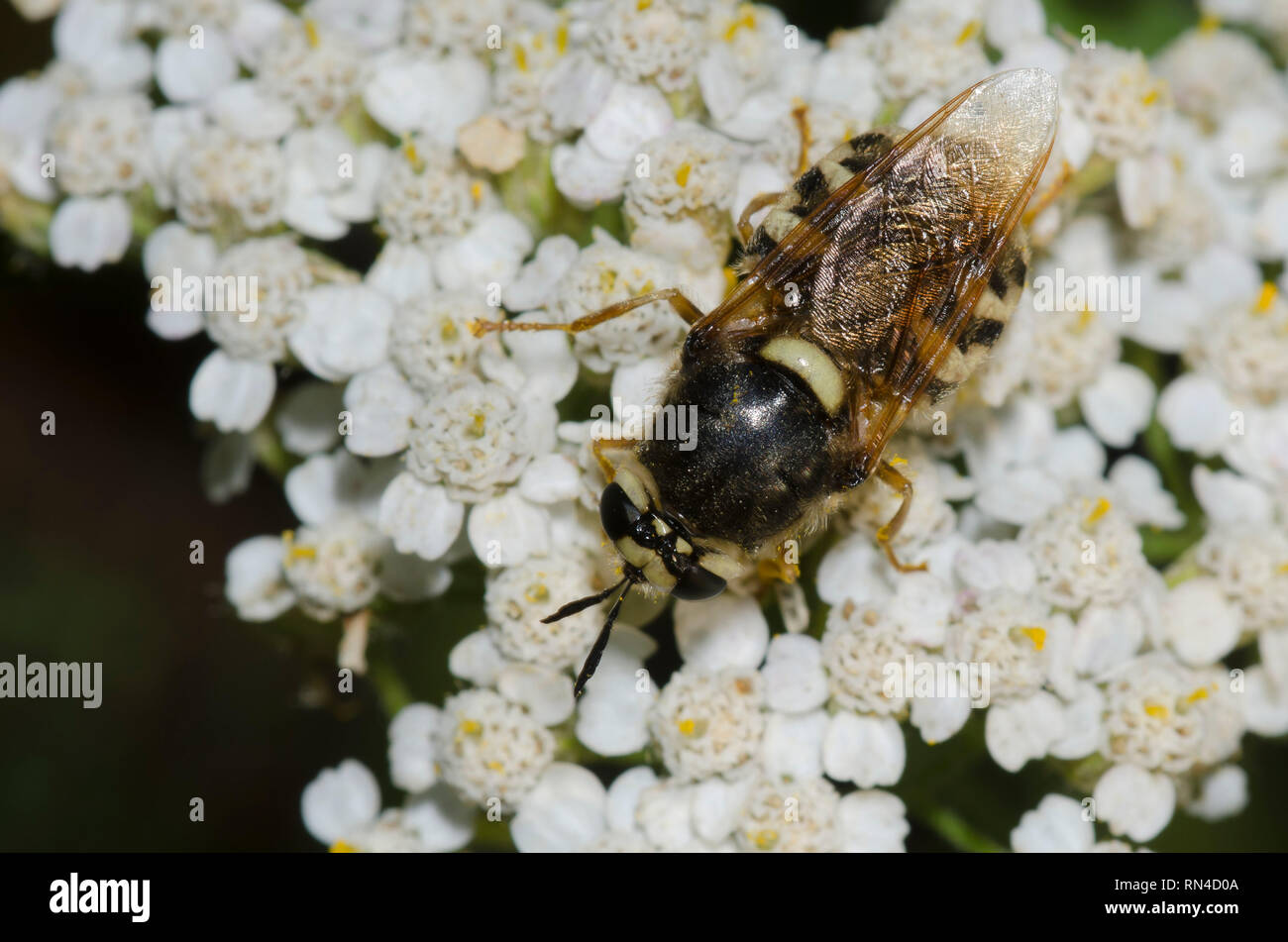 Soldier Fly, Stratiomys obesa, on yarrow, Achillea sp Stock Photo - Alamy