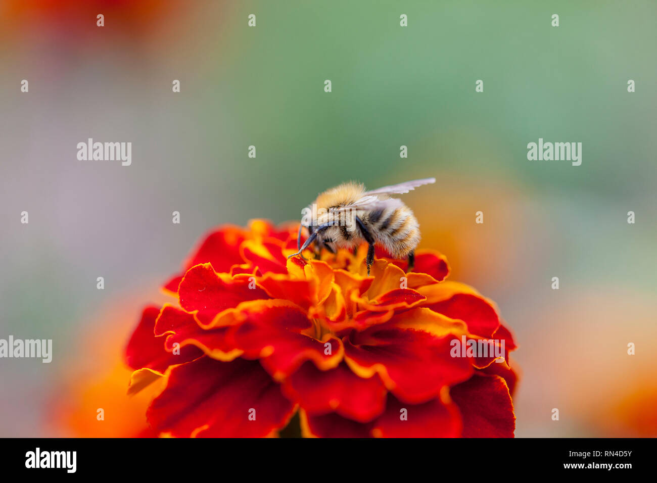 Bee on marigold flower searching for nectar with other marigold flowers ...