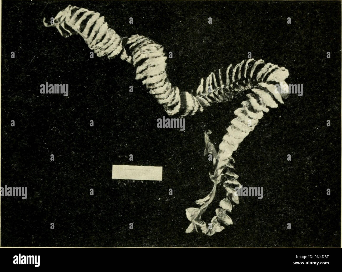 Fossil park new jersey hi-res stock photography and images - Alamy