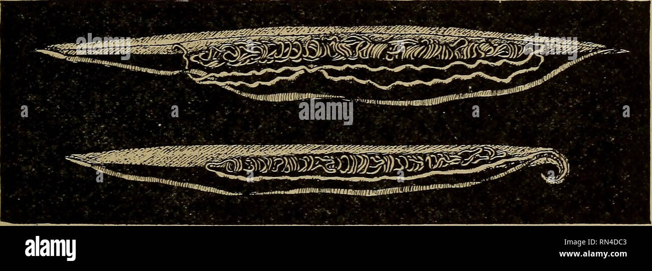 . Animal parasites and human disease. Medical parasitology; Insects as ...