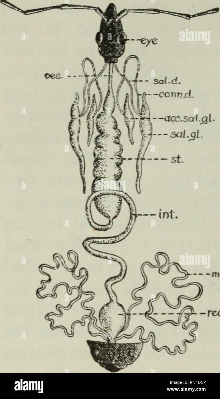 . Animal parasites and human disease. Parasites; Medical parasitology ...