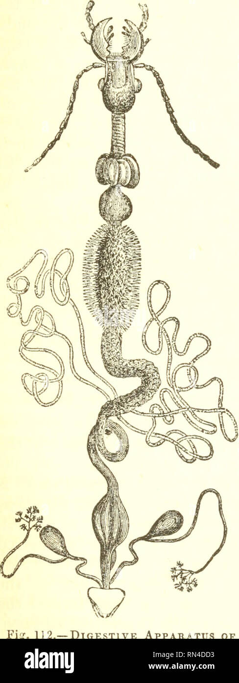 . Animal physiology. Physiology, Comparative. 187 the alimentary canal ...