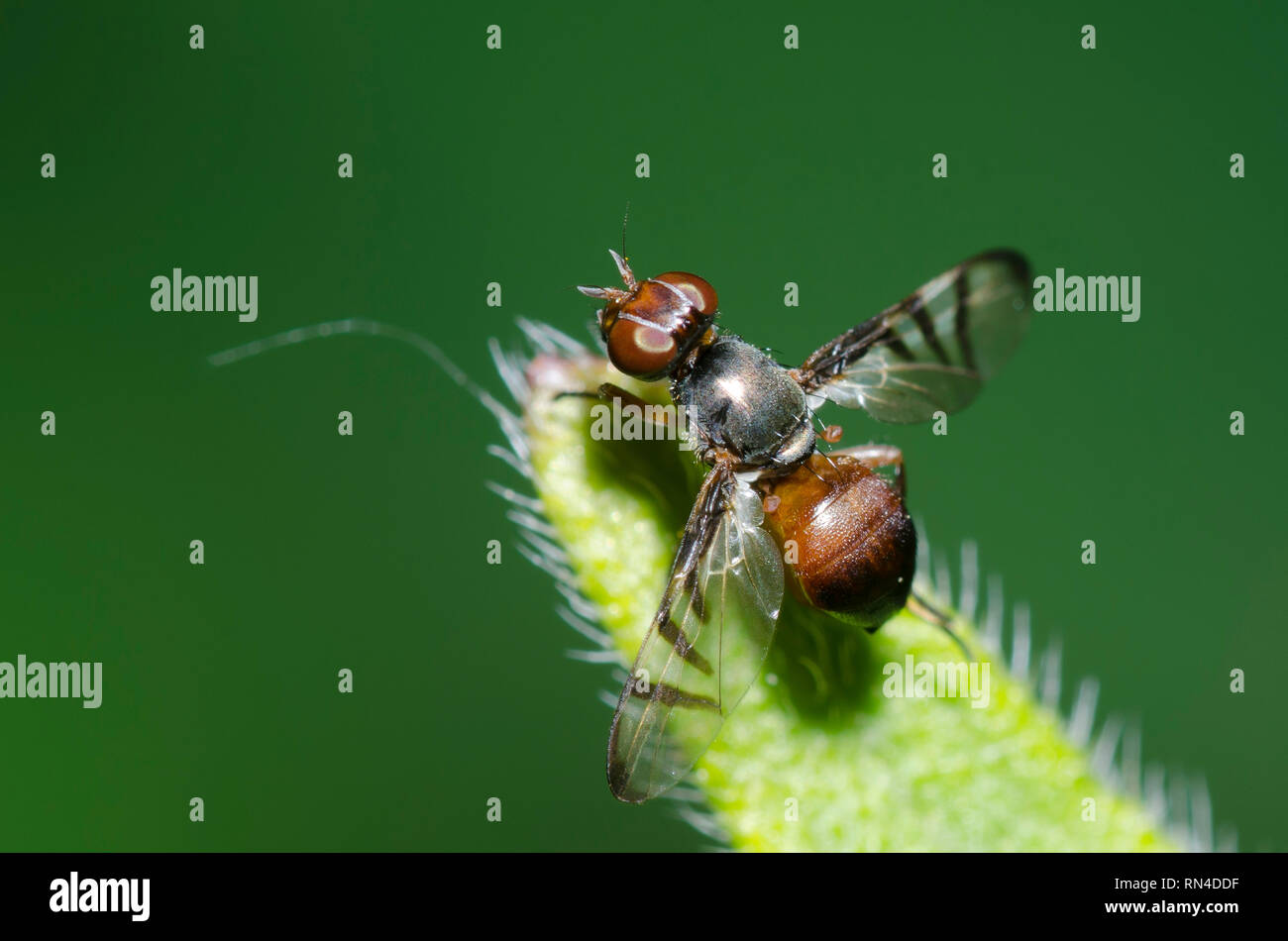 Signal Fly, Rivellia sp Stock Photo - Alamy