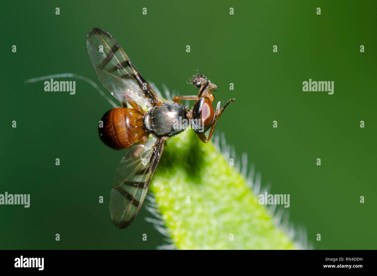 Signal cascade hi-res stock photography and images - Alamy