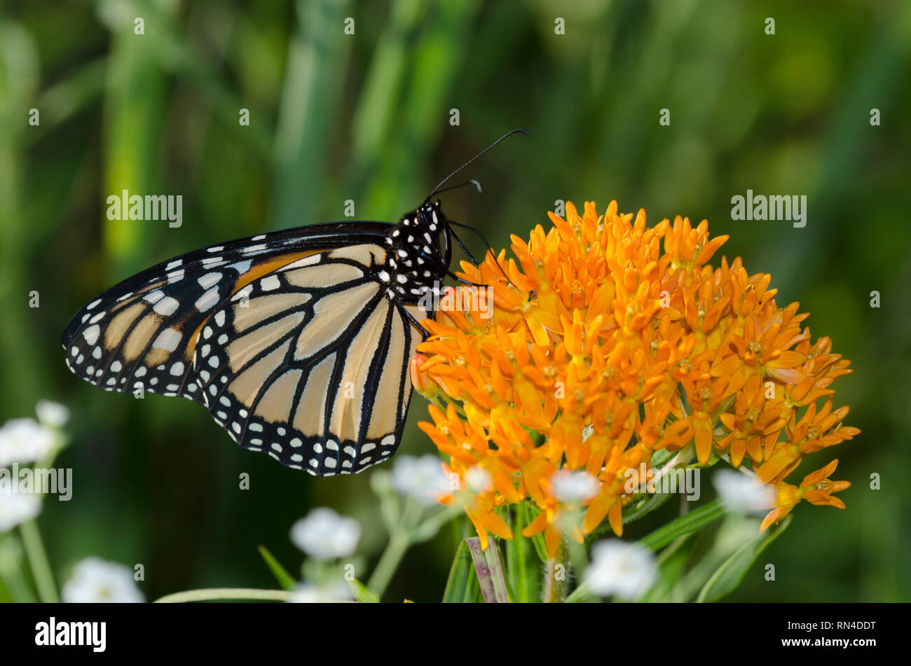 Monarch, Danaus plexippus, female nectaring on orange milkweed ...