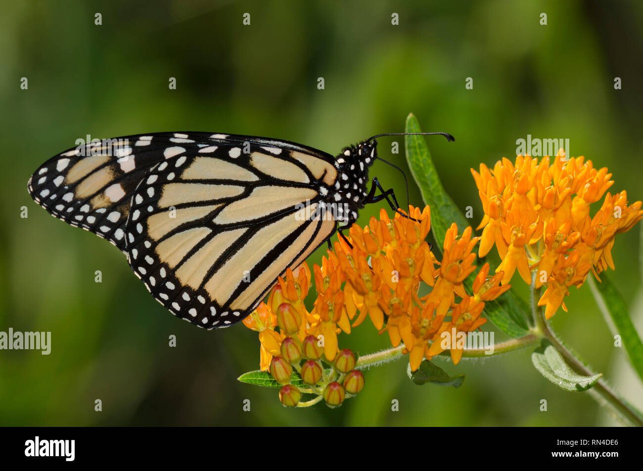 Monarch, Danaus plexippus, female nectaring on orange milkweed ...