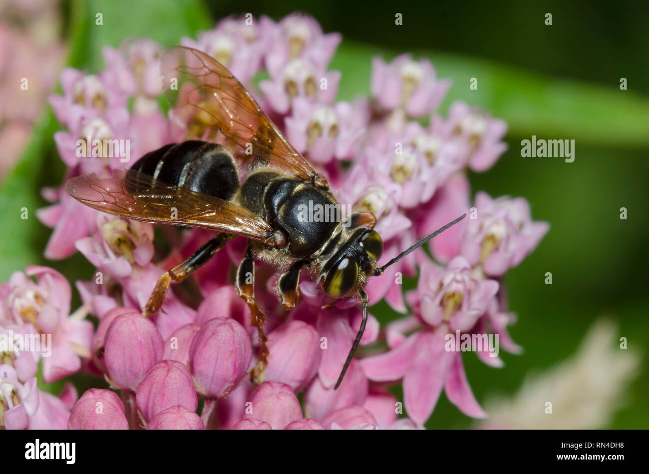 Square-headed Wasp, Tachytes sp., on swamp milkweed, Asclepias ...