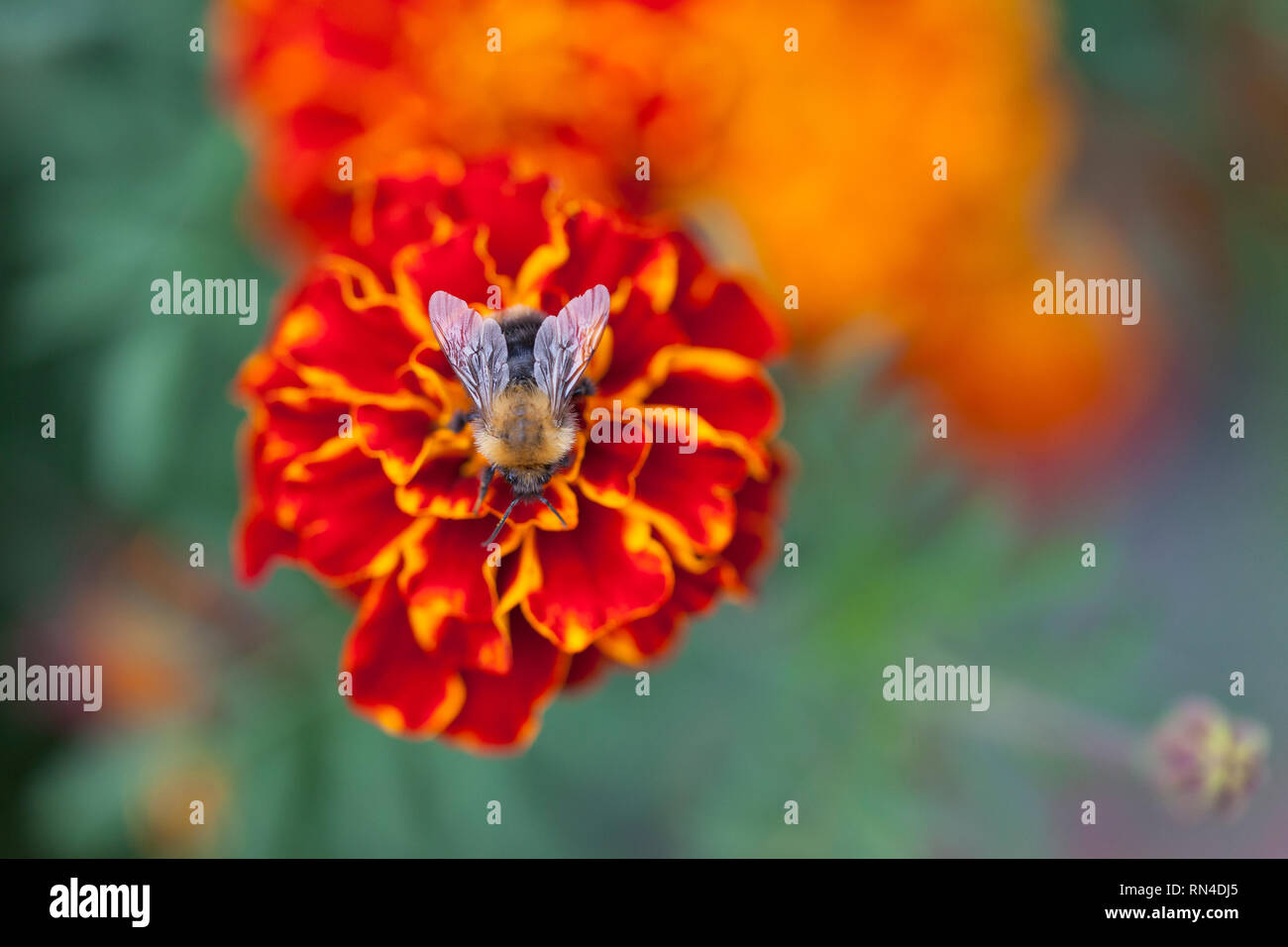 Bee on marigold flower searching for nectar with other marigold flowers ...