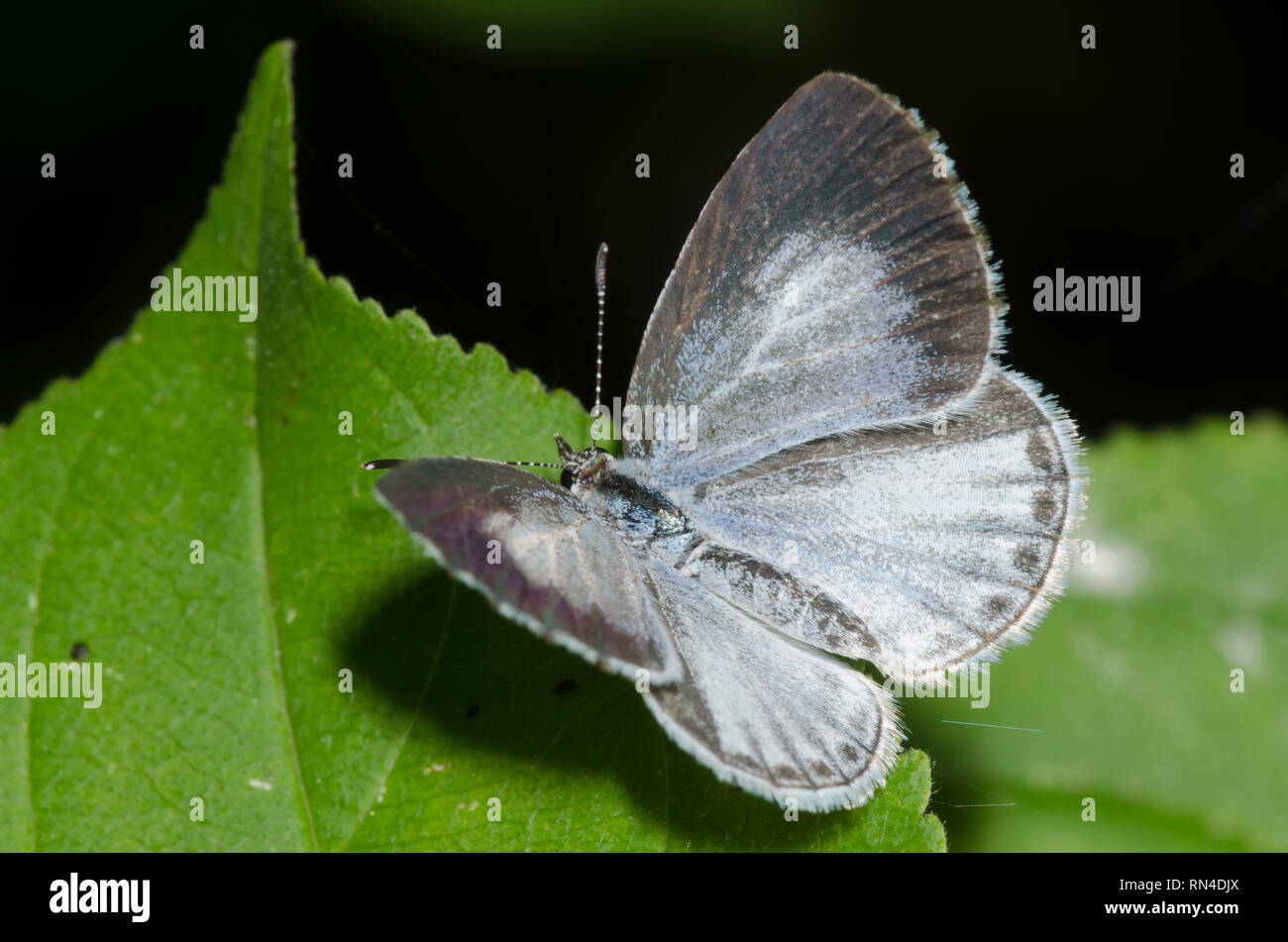 Summer Azure Butterfly Facts