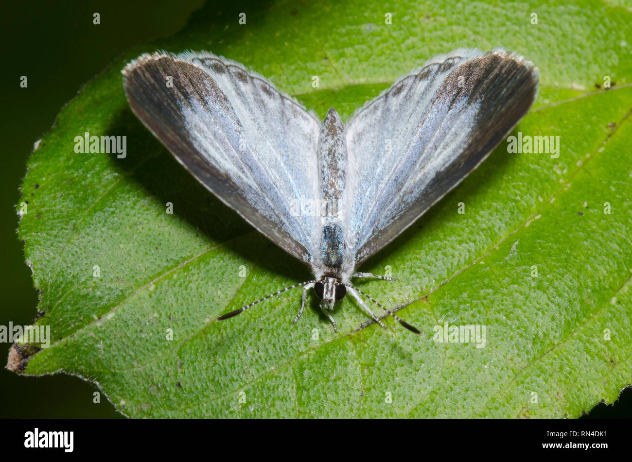 Summer Azure Butterfly Facts