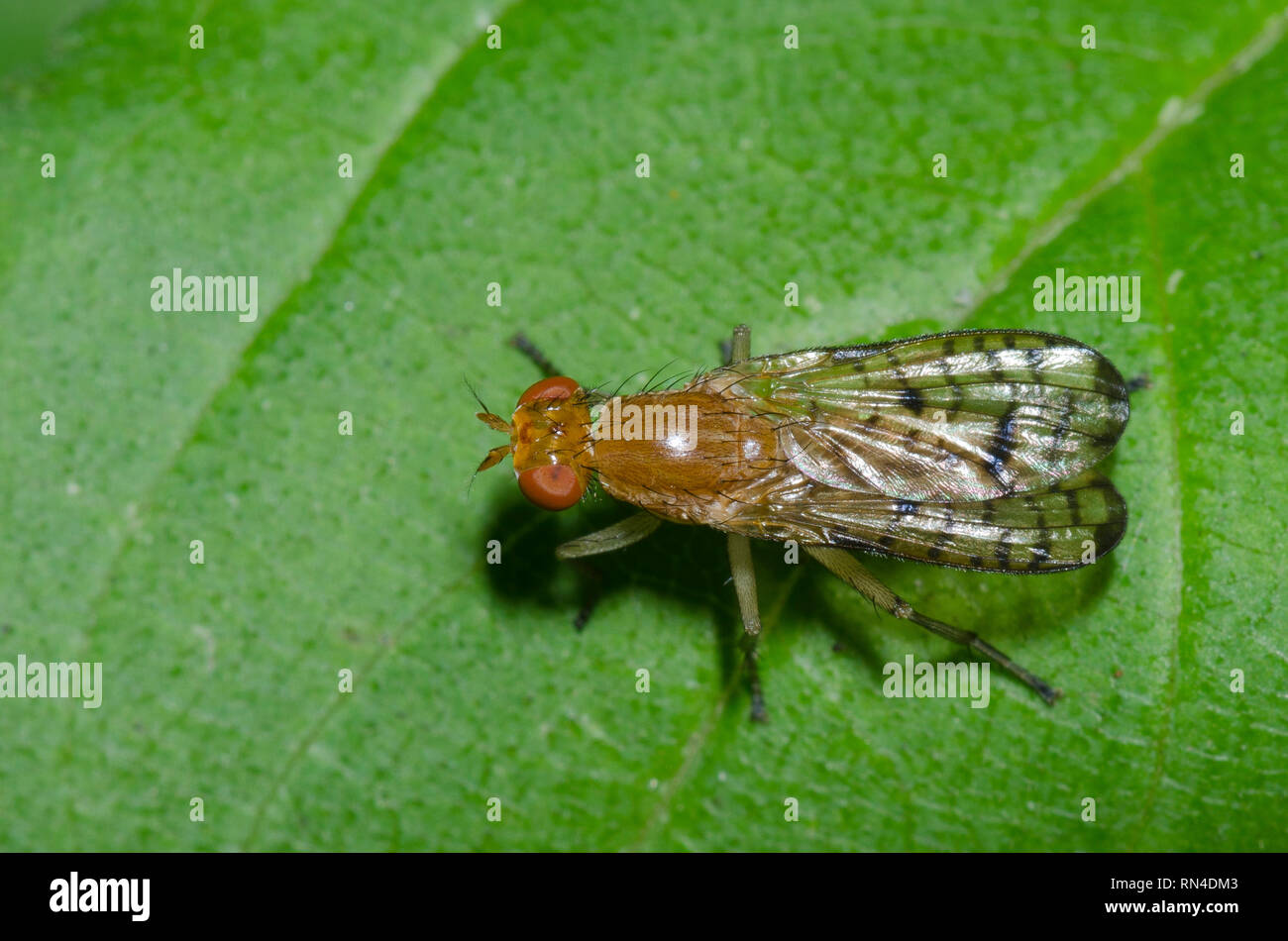 Marsh Fly, Tetanocera sp Stock Photo - Alamy