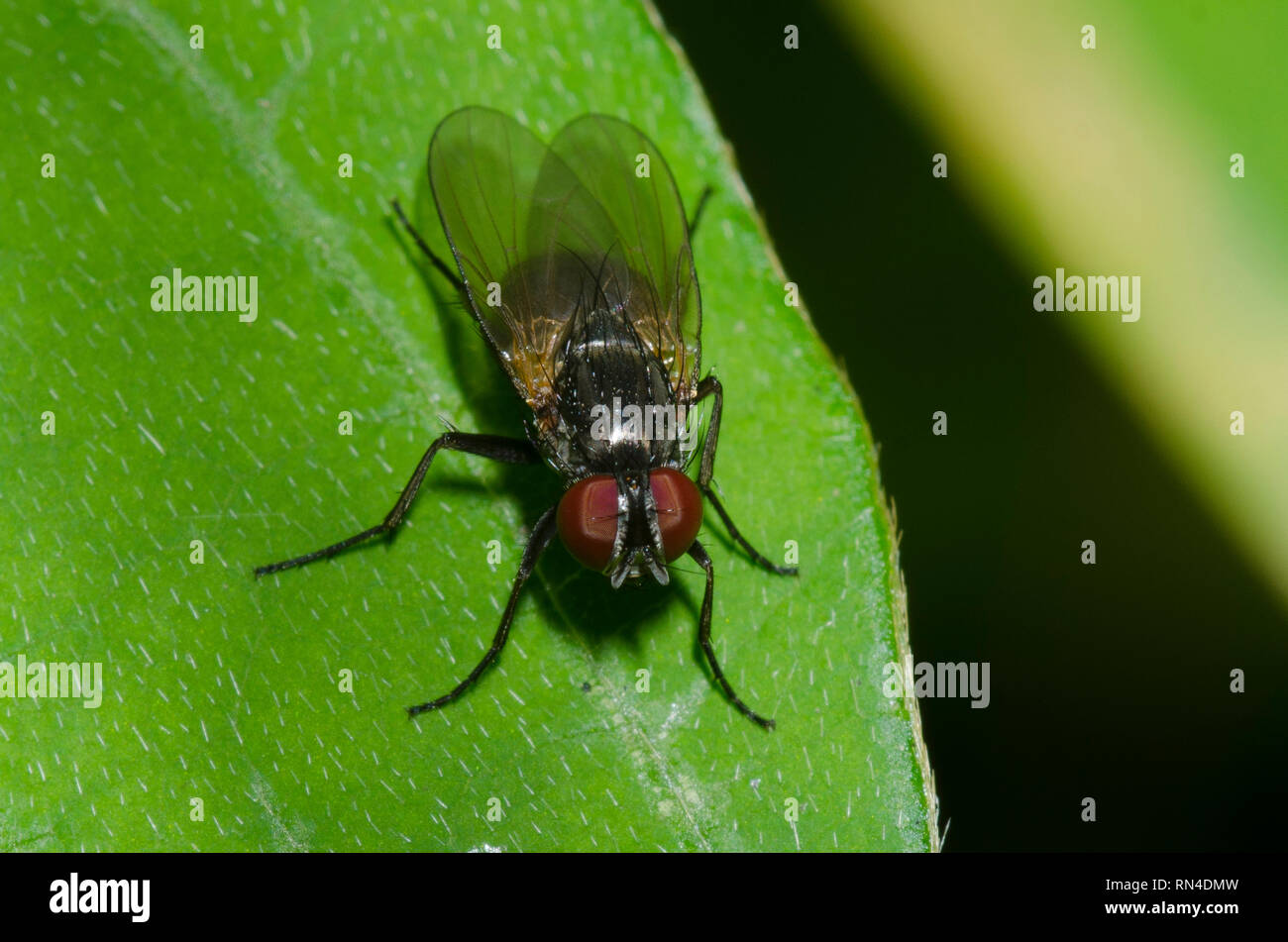Family fanniidae hi-res stock photography and images - Alamy