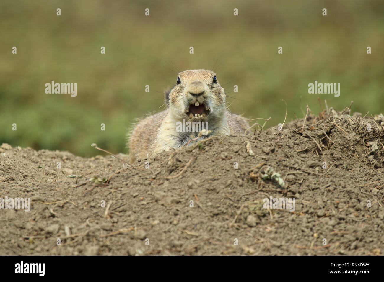 A Black-tailed Prairie Dog giving a fierce bark in defense of its den ...