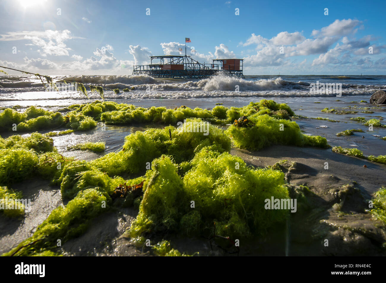 Seaweed at Labuan Beach Stock Photo - Alamy