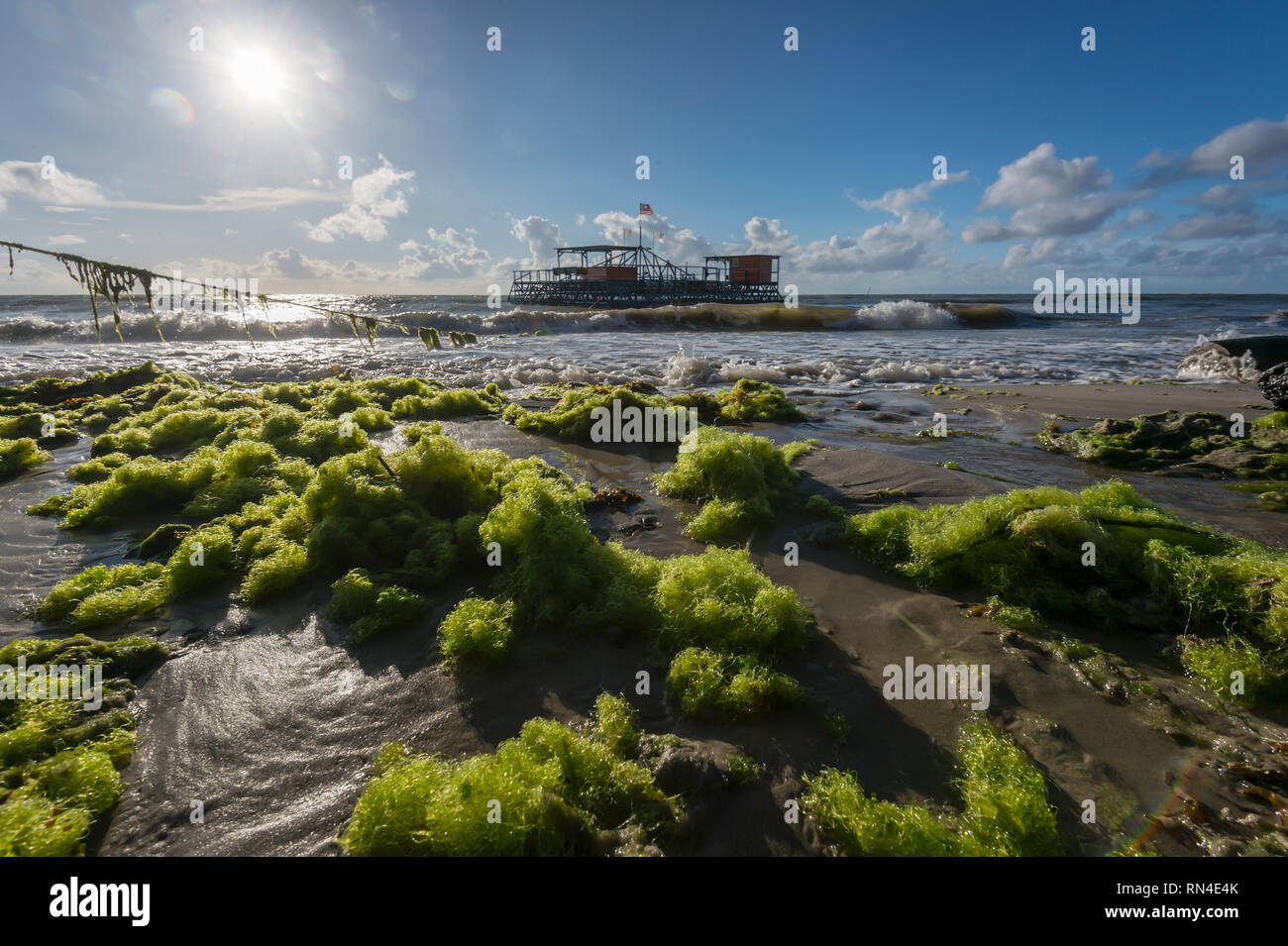 Seaweed at Labuan Beach Stock Photo - Alamy