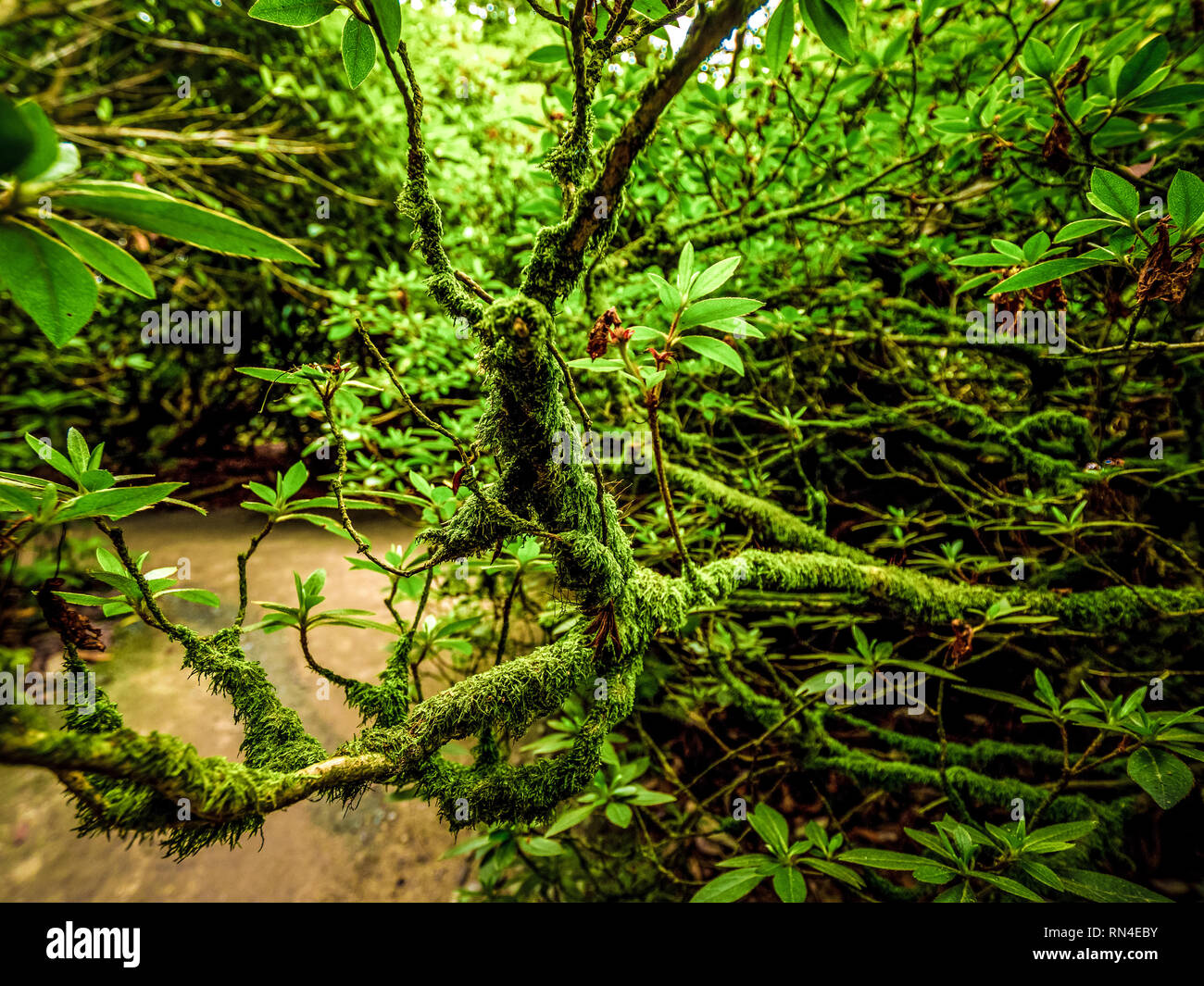 Amazing vegetation in a jungle forest Stock Photo - Alamy