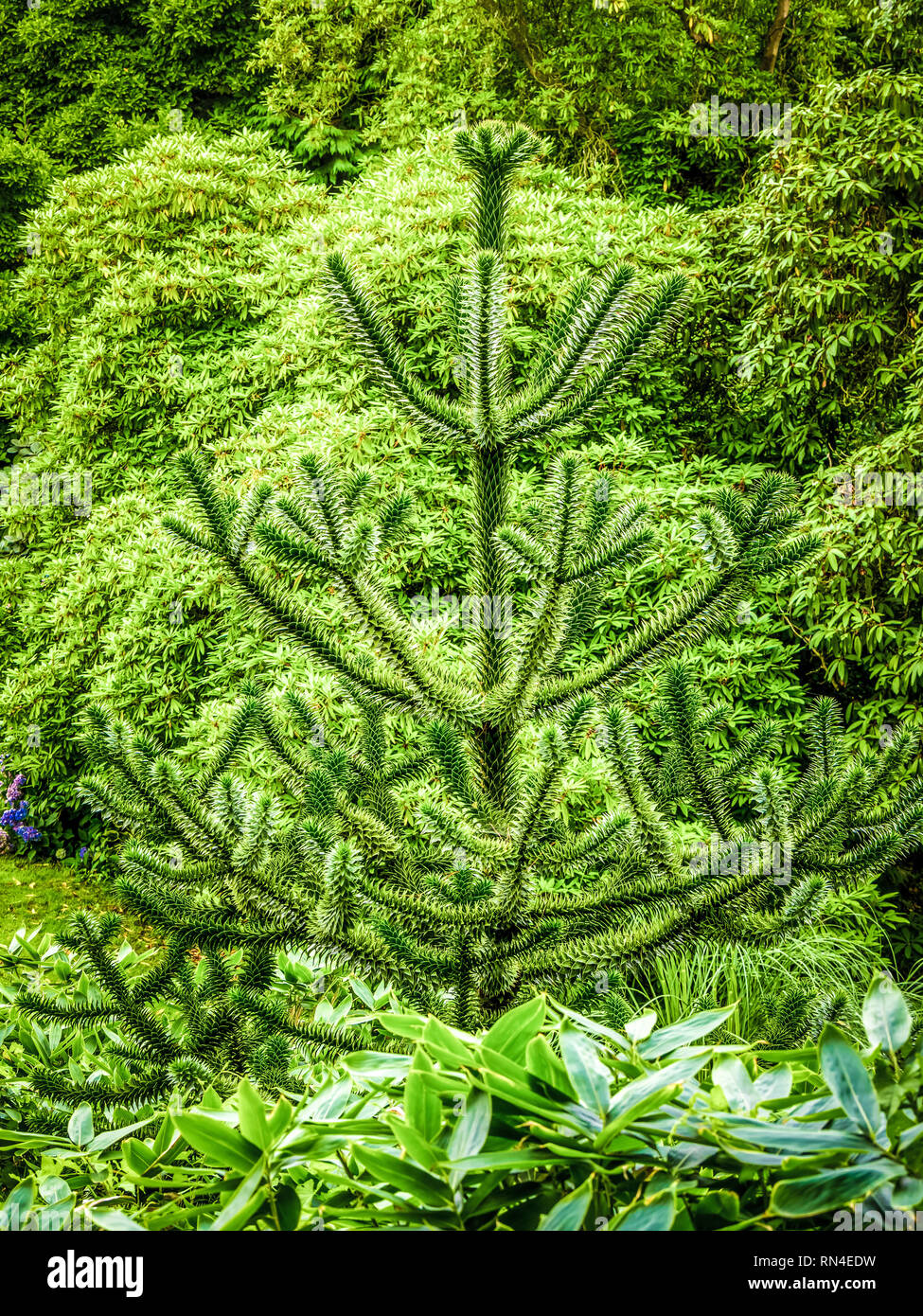 Awesome vegetation in Cornwall England Stock Photo - Alamy