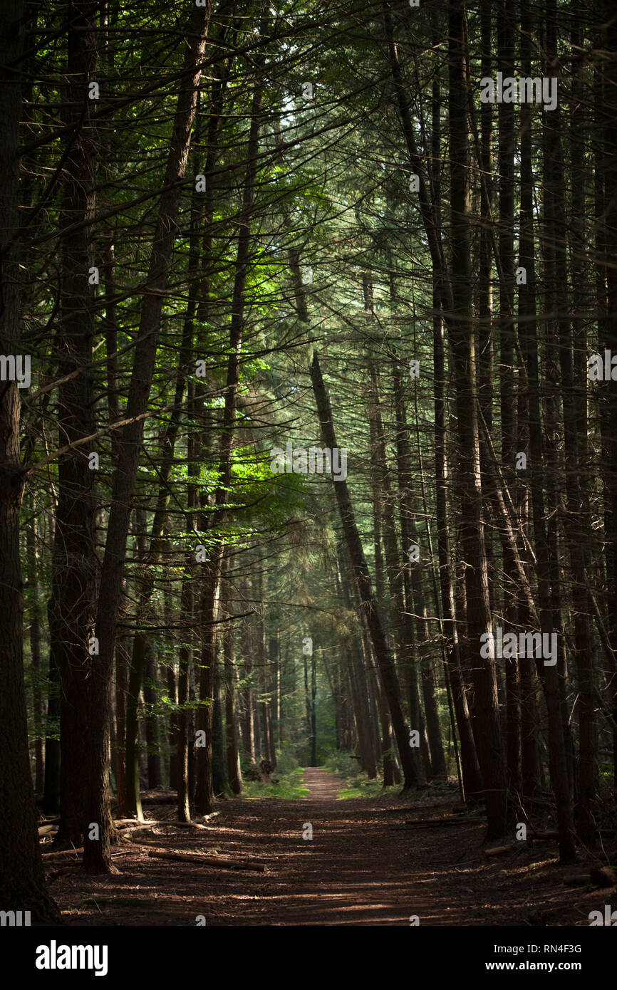 Forest path flanked by tall trees with the sun seeping in Stock Photo ...
