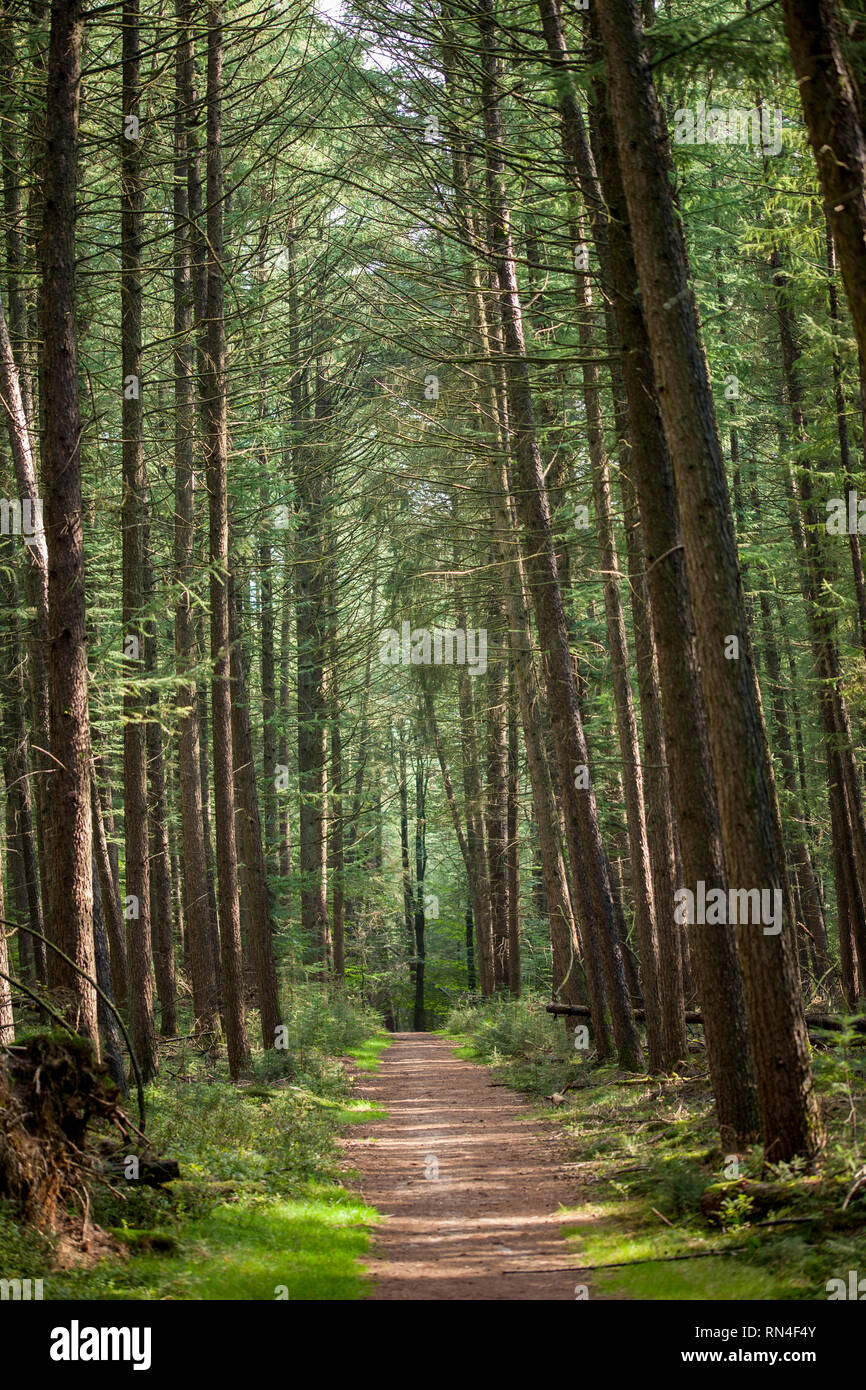 Forest path flanked by tall trees with the sun seeping in Stock Photo ...